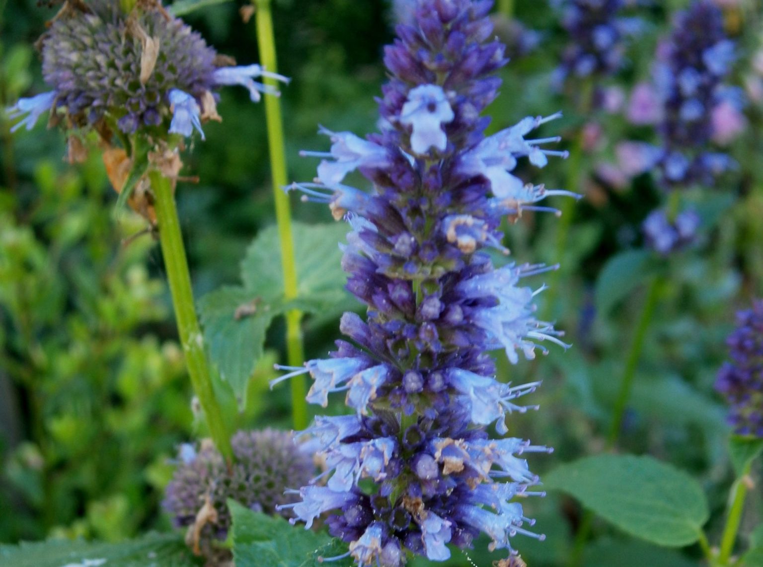 Top 5 des vivaces à fleurs les plus faciles d'entretien - Herboriste en ...
